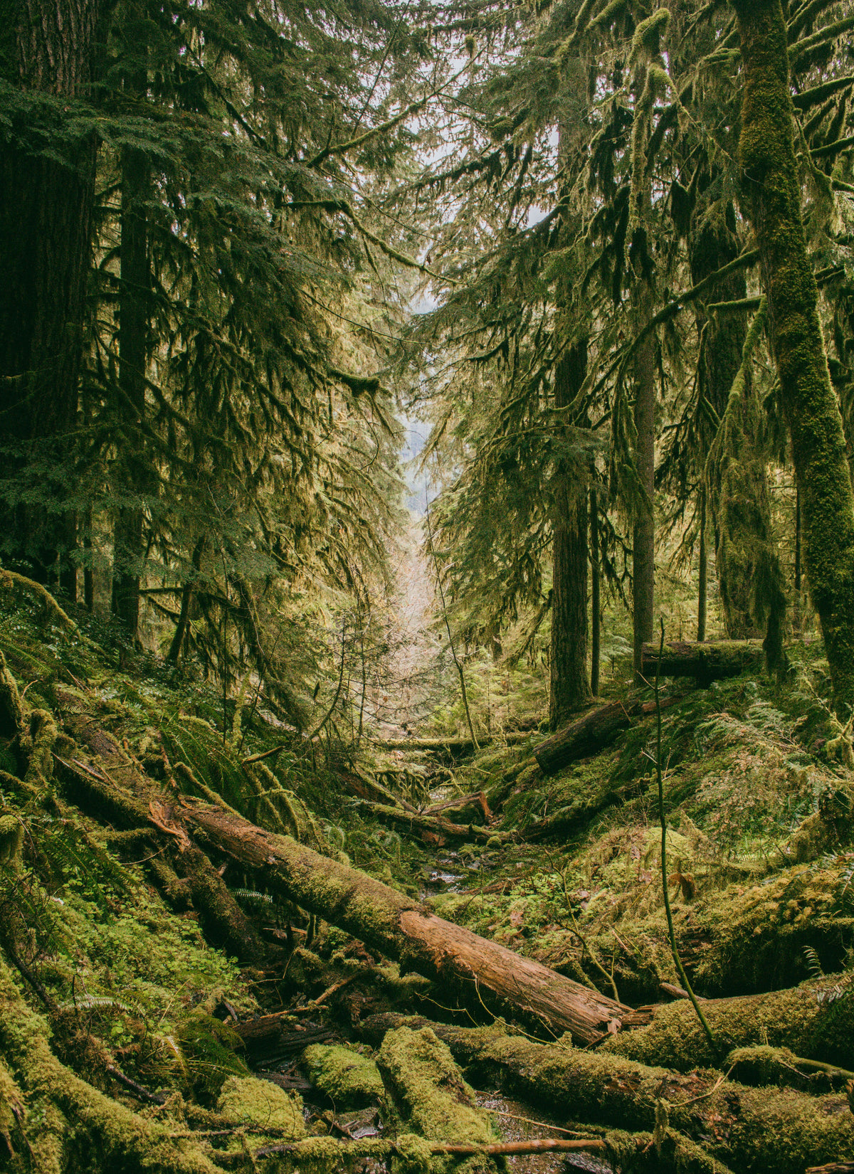 drinkforestwater.com